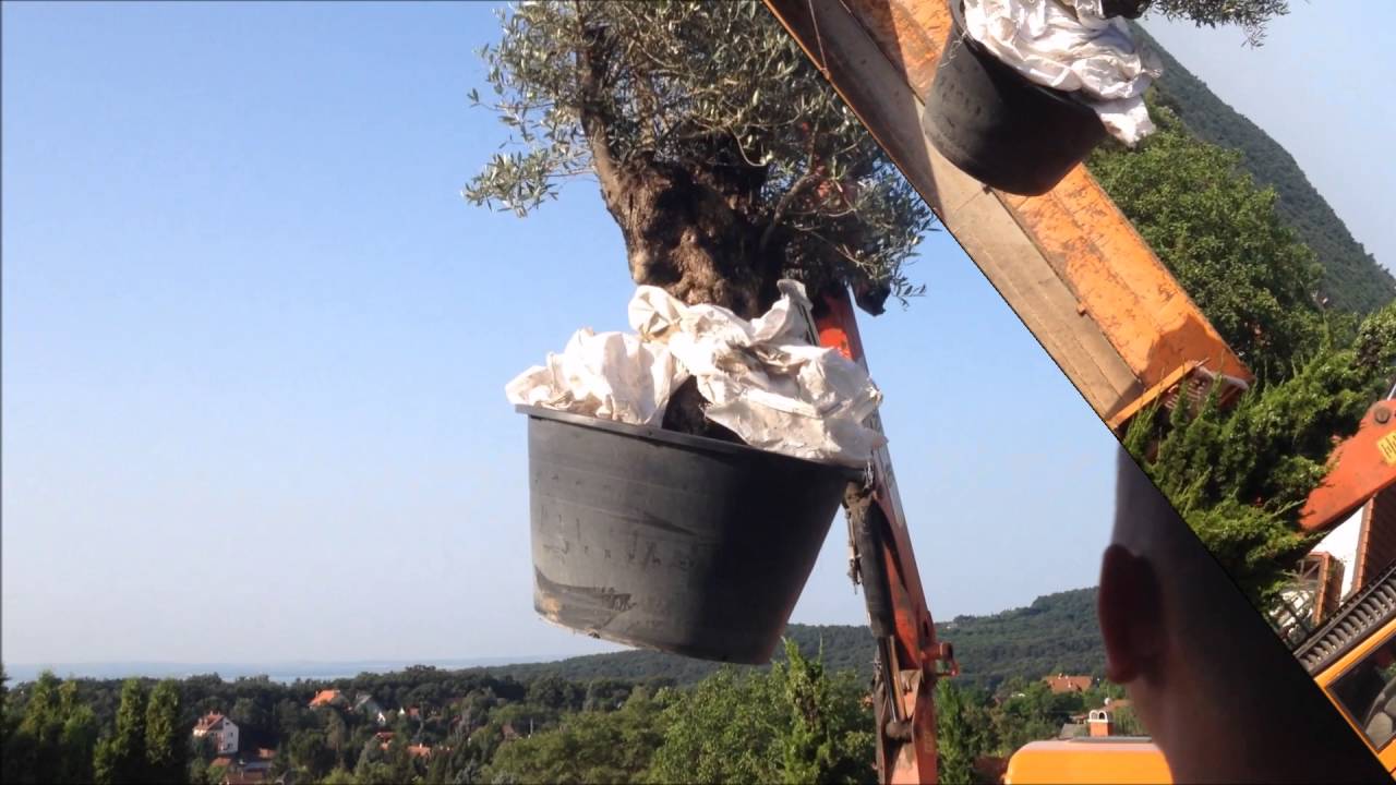 150 éves olívafa ültetése vágott verzió - YouTube