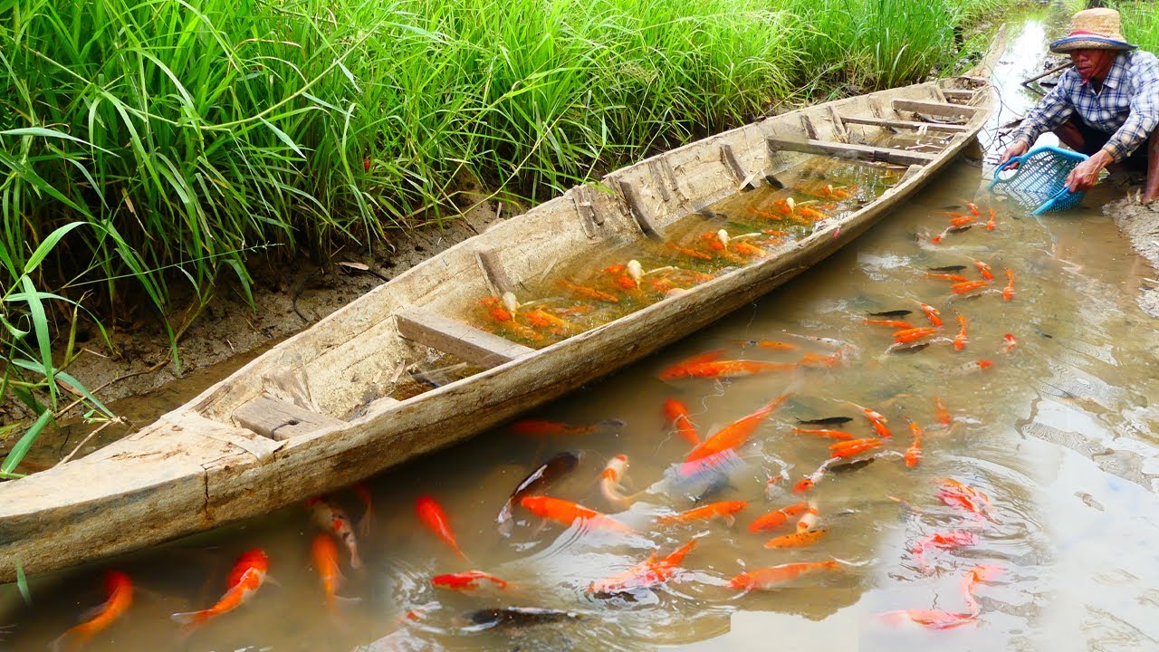 amazing! So beautiful fish a lot on the Boat - YouTube