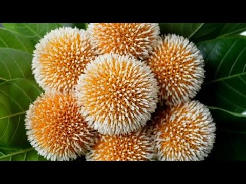 Kadamba tree, flowers, leaf's uses @ilovehindusthan - YouTube