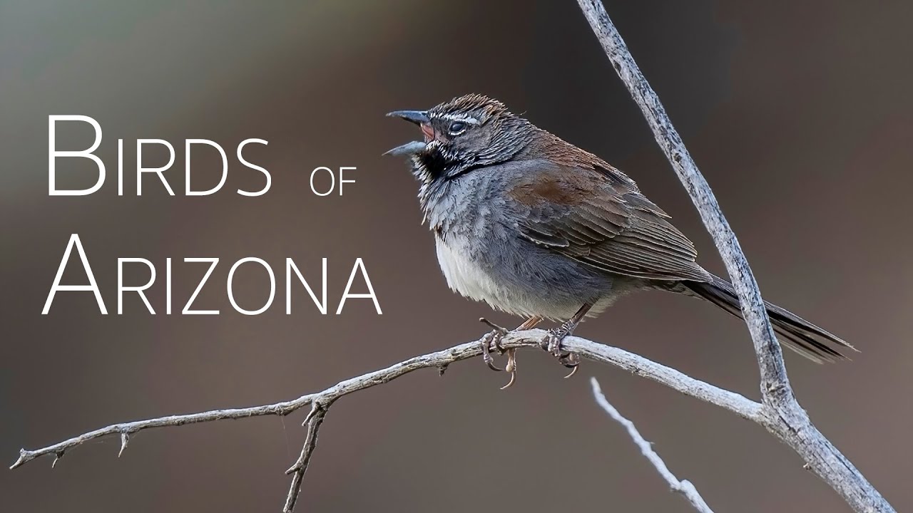 Feathers and Flights: The Magic of Southeast Arizona | Birds of Arizona ...