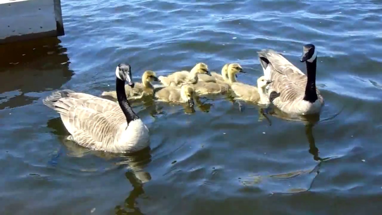 Fluffy Spring Goslings - YouTube