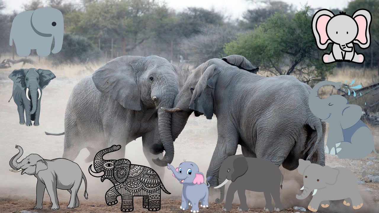 Elephant Videos Colorful Sounds Of Domestic Wild Animals - Elephants ...