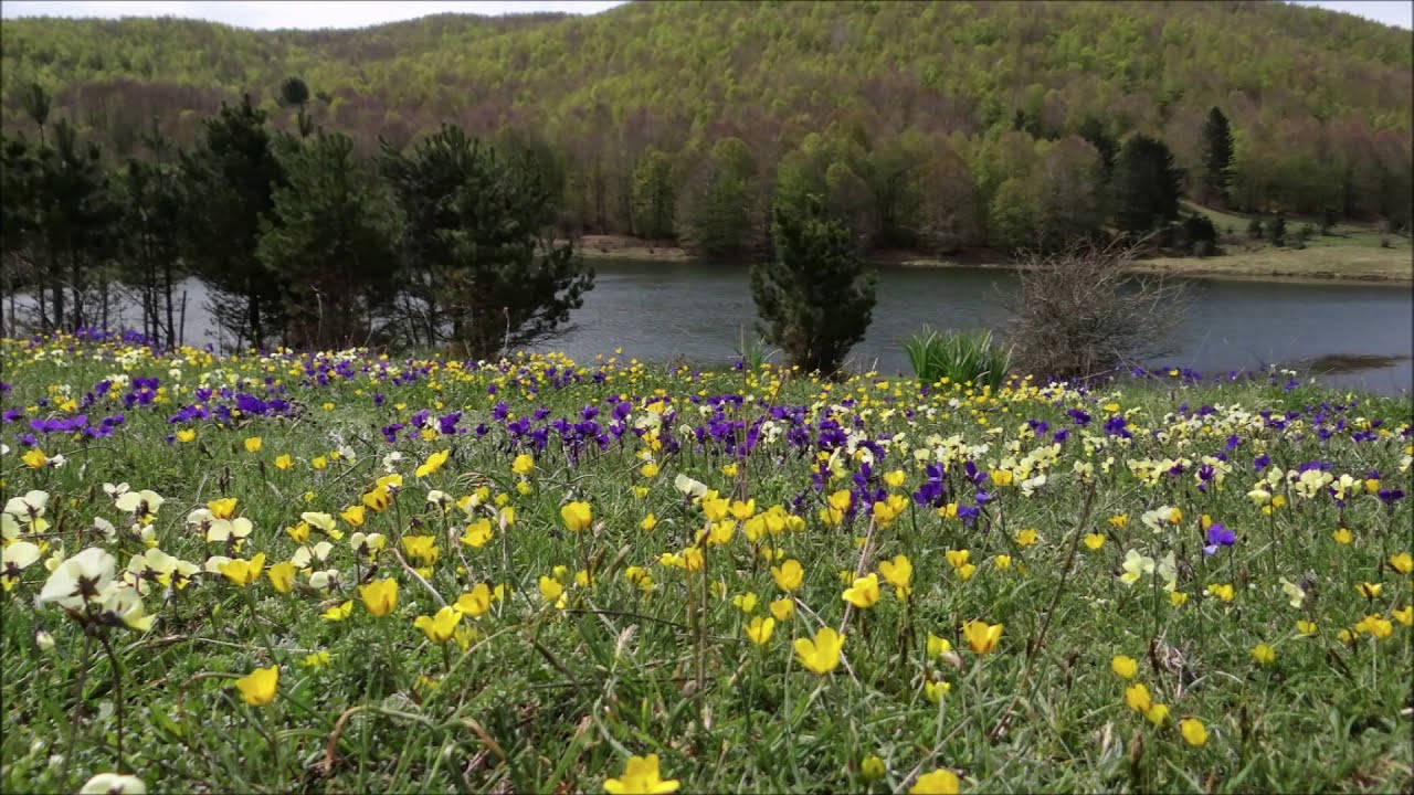 Valle del Tacina - Parco Nazionale Sila - YouTube