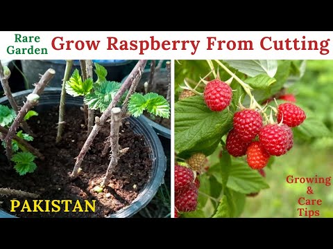 Grow Raspberry From Cuttings In pakistan | Rare Garden | Urdu/हिंदी ...