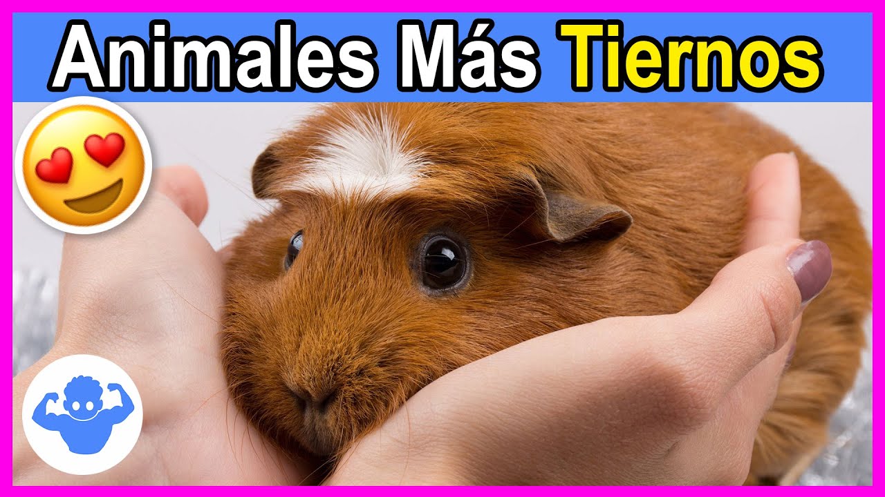 Los 5 Animales más Tiernos del Mundo - YouTube