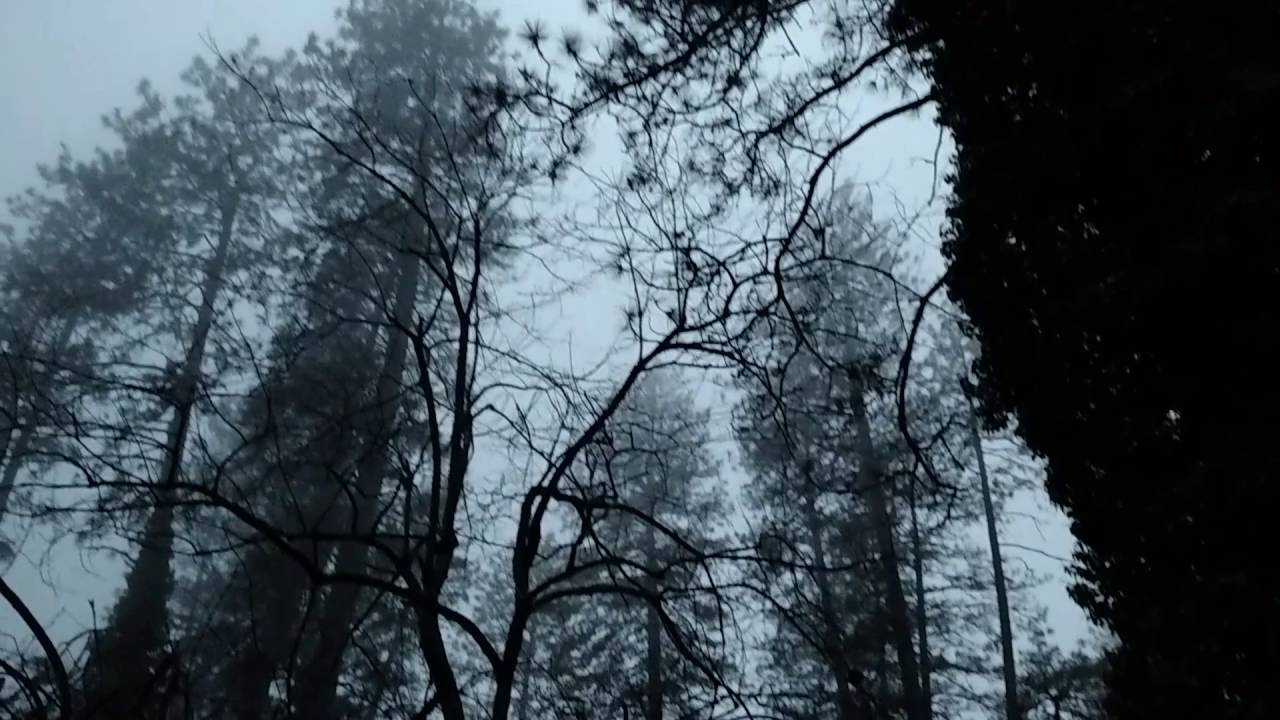 Pine Trees swaying in the wind in Northern California - YouTube