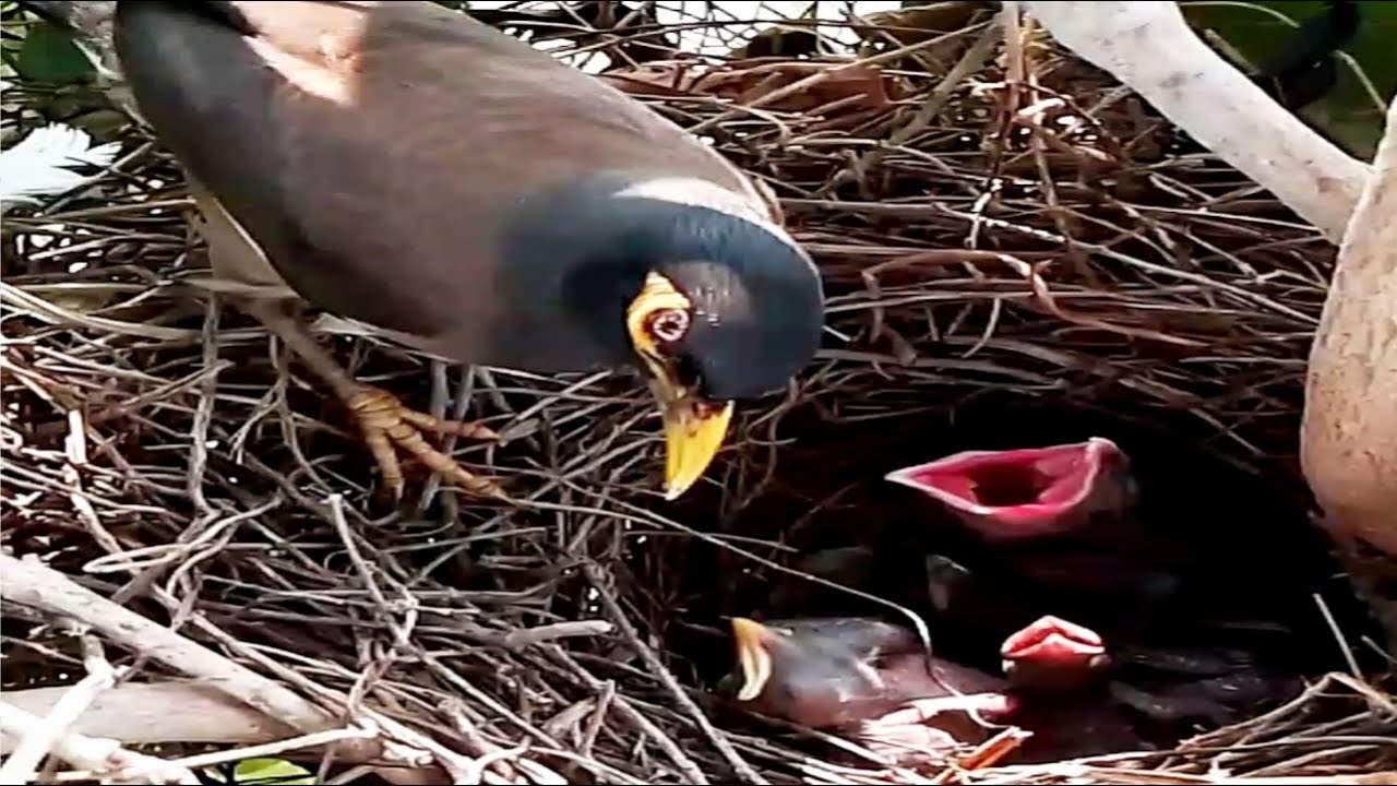 Common myna Birds bring food for babies to eat#bird - YouTube