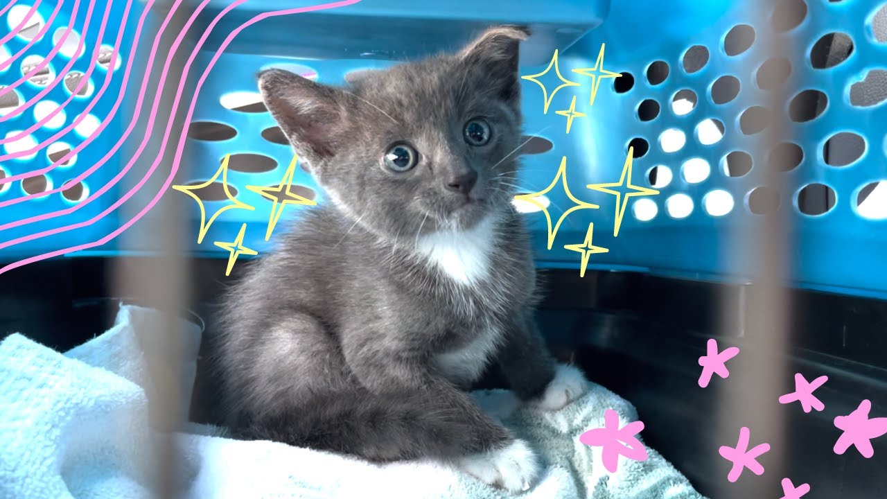 Abandoned Kitten Trapped in a Cage Plays for First Time | Rescue Story ...