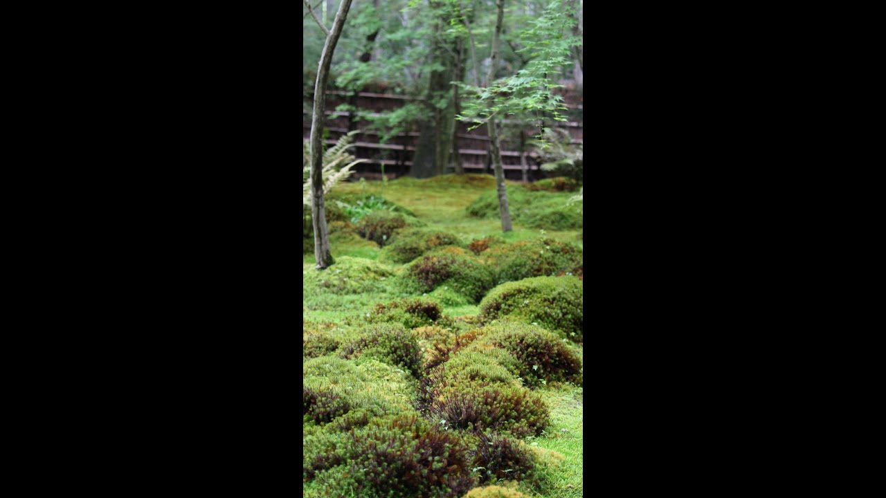 [Vertical 4k, Silent] Moss garden in Gioji Temple, Kyoto (Photo ...