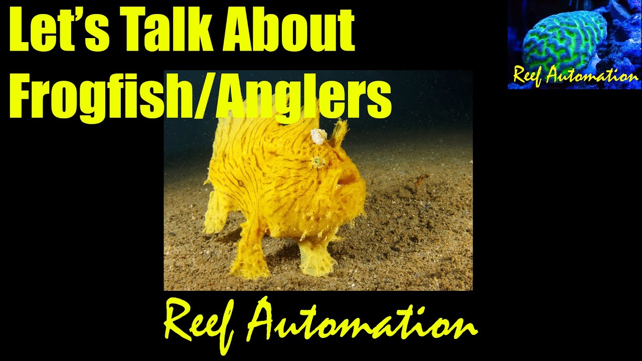 Lets Talk About Fish - Frogfish/Anglerfish - YouTube