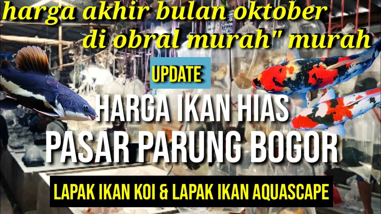UPDATE || HARGA IKAN HIAS AKHIR BULAN OKTOBER! di pasar ikan hias ...