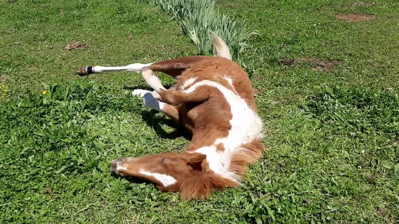 Roll baby foal roll. Waking up Spirit video #3 Sleepy filly rolling and ...