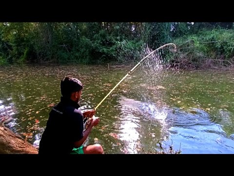 ගගෙන් අල්ලපු ලොකු මාලුවෝ @FishingWithSuresh| Big Fishing Catching Siri ...