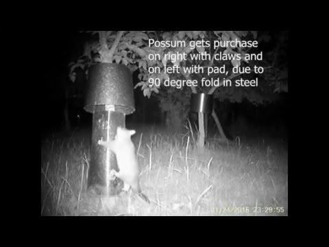 How High Can a Possum Jump? [Truth Revealed ]