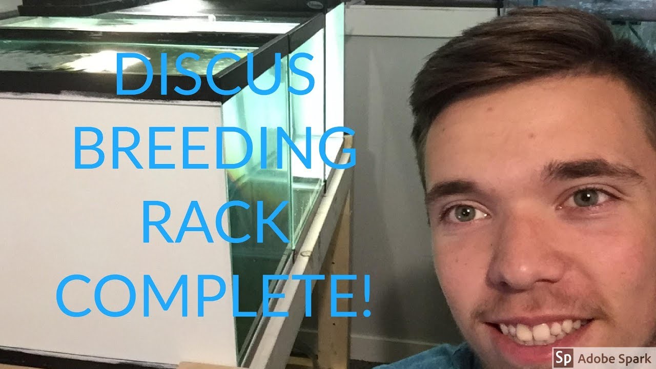 DISCUS BREEDING RACK COMPLETE! - YouTube