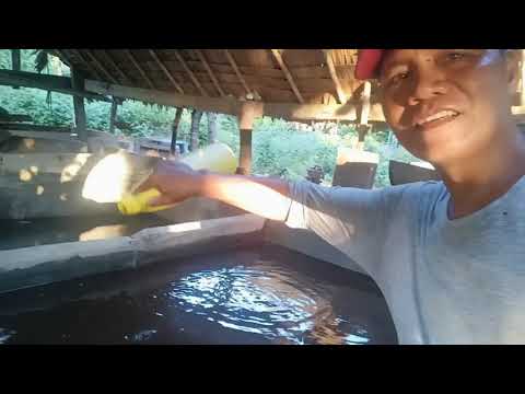 Paano mag-alaga ng hito #6 (catfish) - YouTube