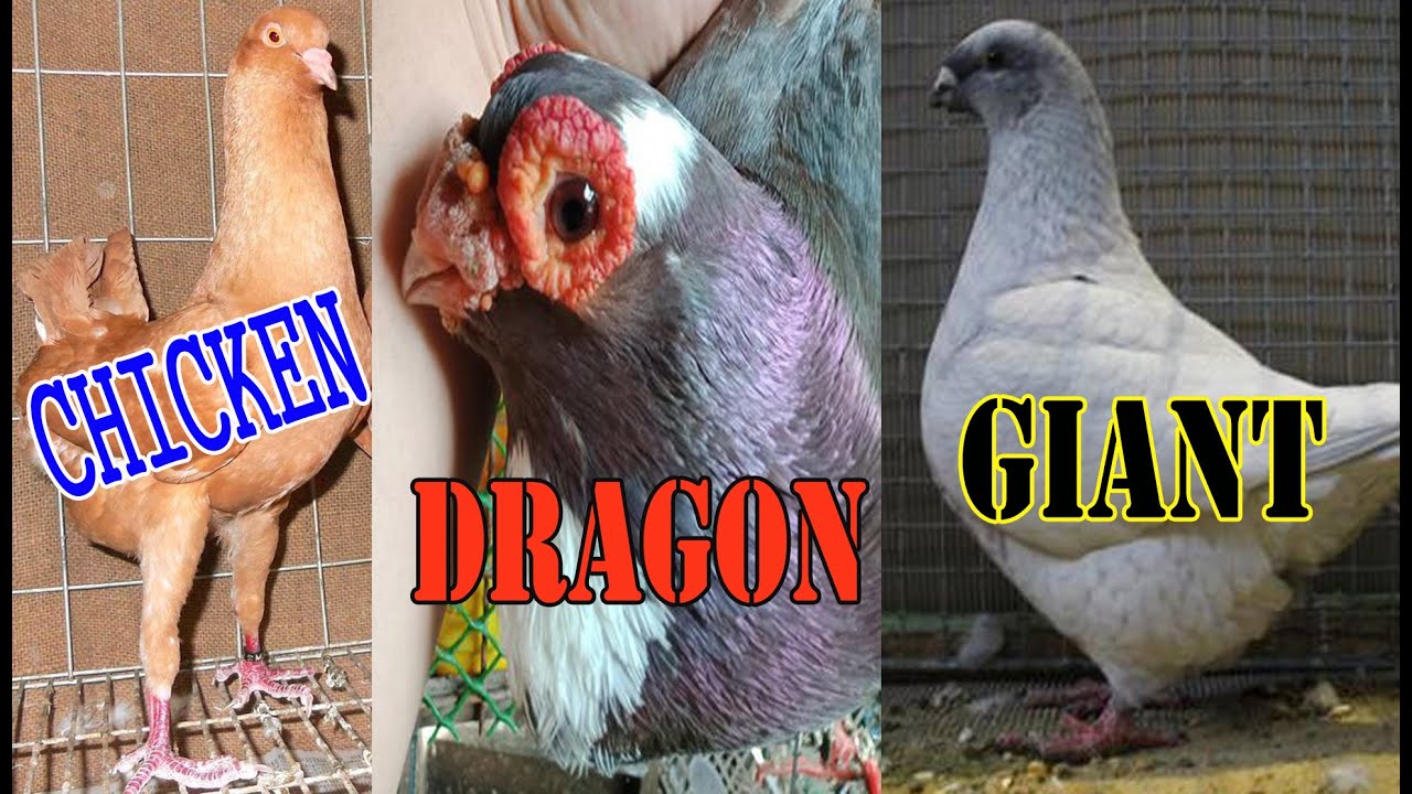 AMAZING FANCY PIGEON BREEDS VIDEO | EYE CATCHING PIGEON BREEDS ...