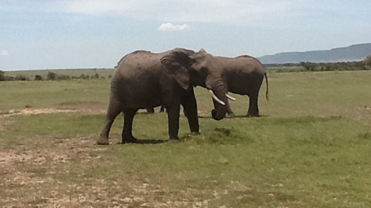 Hathi Mere Sathi | Safari Masai Mara Elephants | Kenya Live Safari ...
