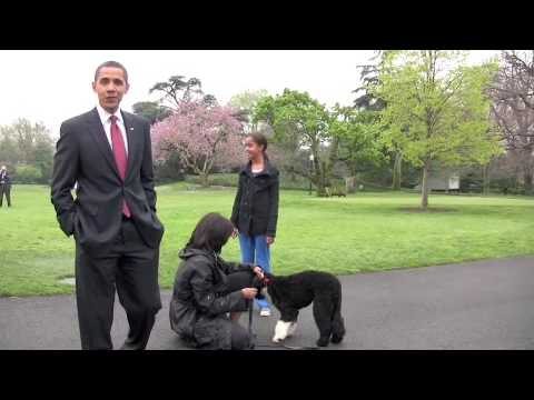 President Obama's new dog - Bo Obama arrives at White House - YouTube