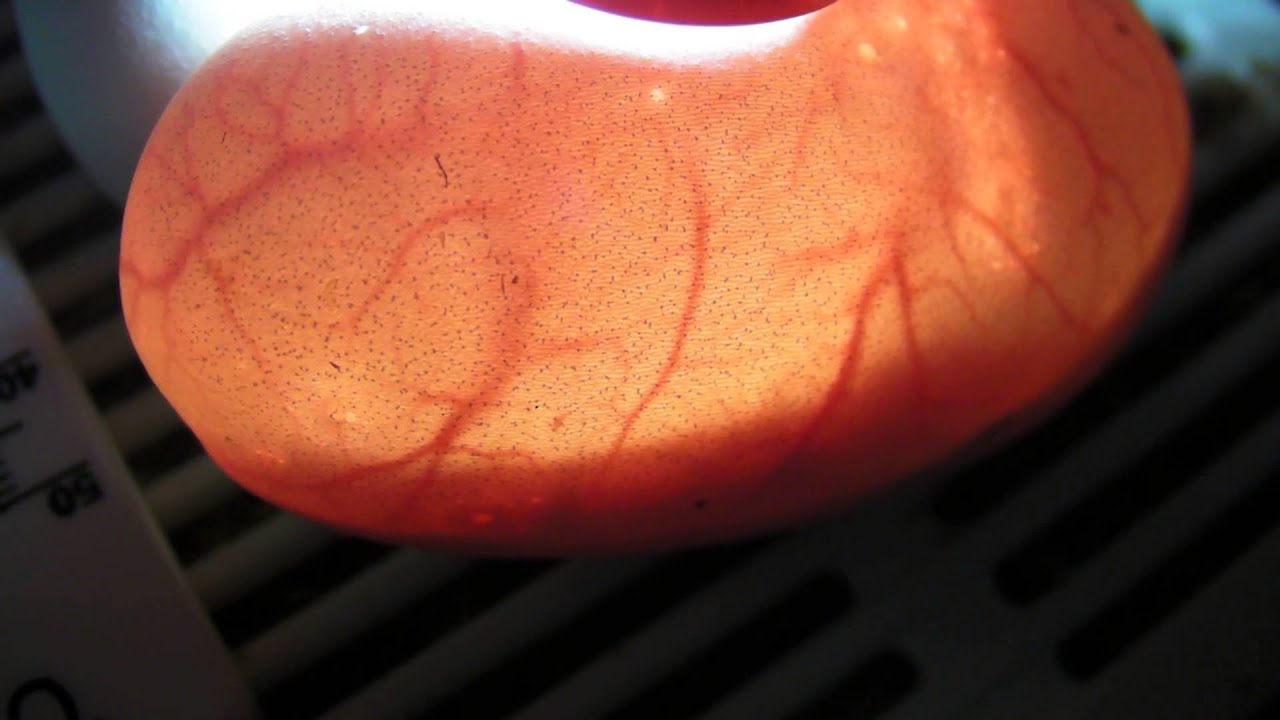 Ball python embryo moving inside the egg - YouTube