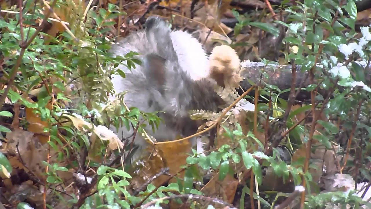 A cute cuddly rabbit being chased by a pine marten. - YouTube