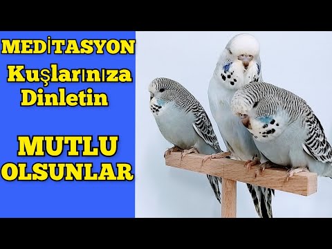 muhabbet kuşlarını mutlu edecek ses muhabbet kuşu sesi birds quş səsi صوت البادجي budgie sounds
