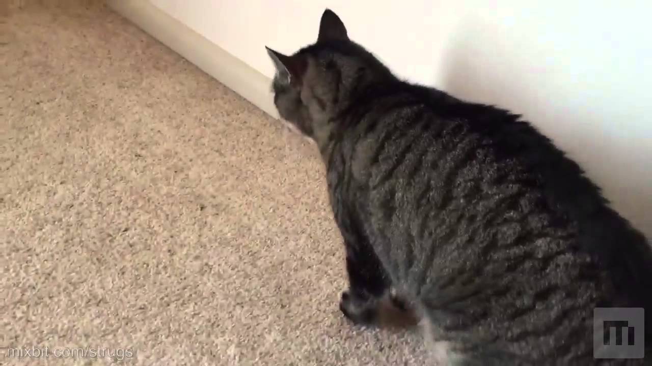 The bowing cat.... Mysterious?!! - YouTube