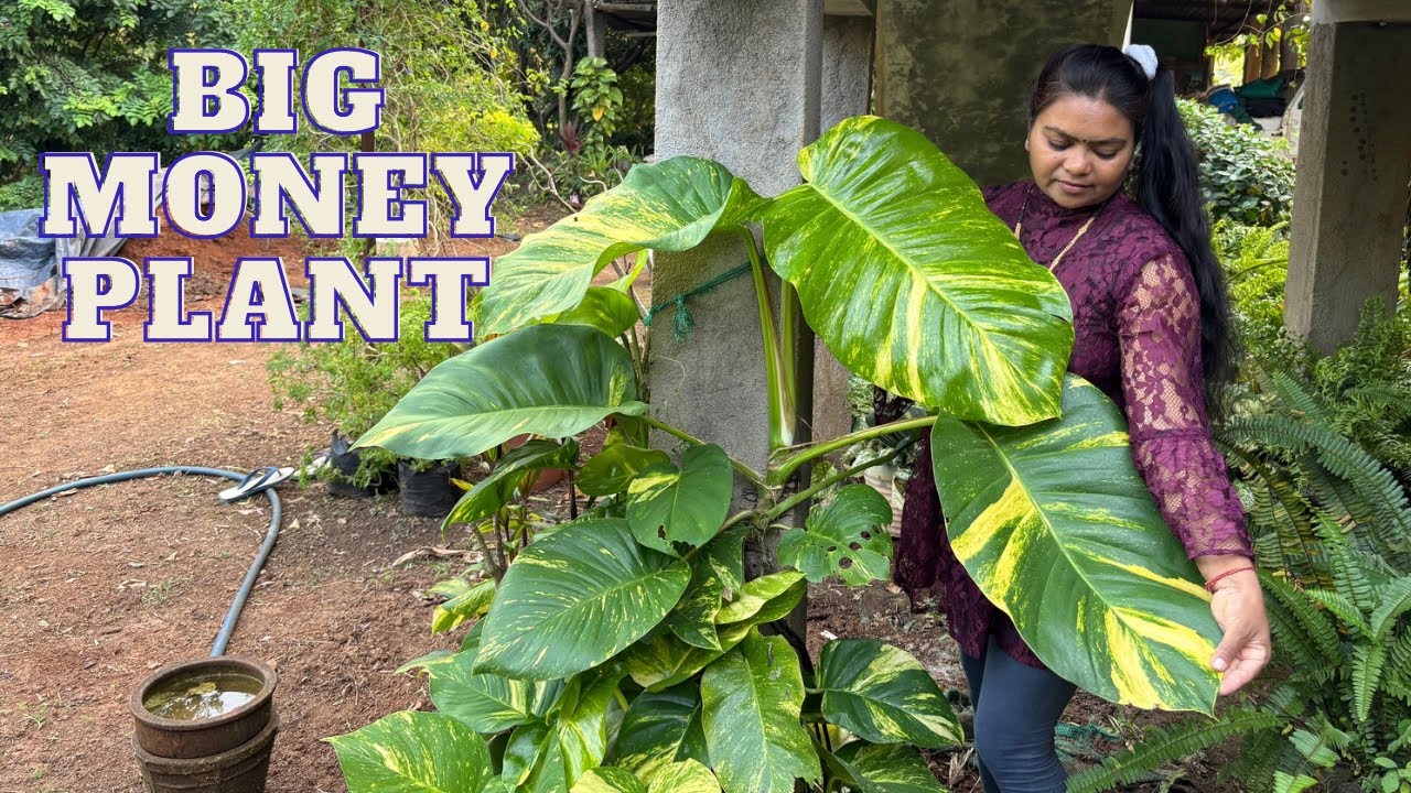 How To Grow Big Leaves Money Plant At Home Easily - YouTube