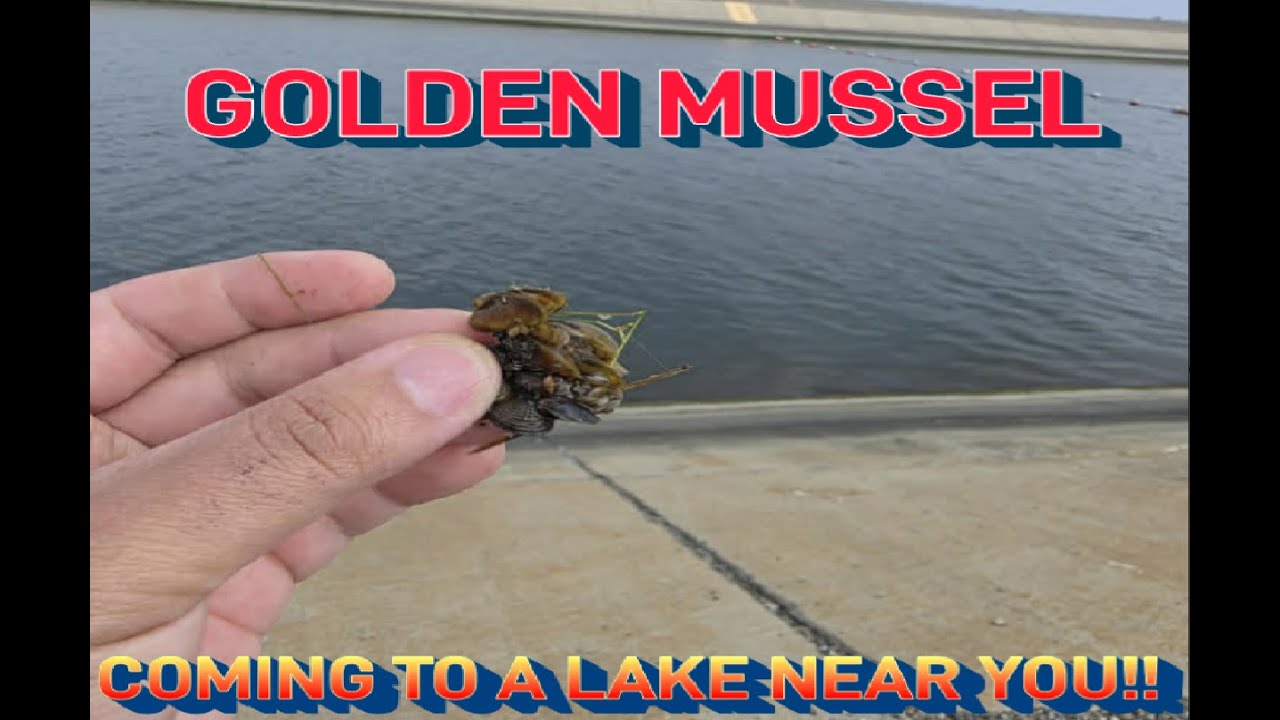 How Fishing In California Will Never Be The Same Chinese Golden Mussel ...