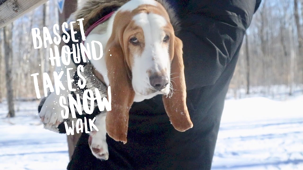 Basset Hound Goes on a Walk in the Snow | Dempsey the Basset - YouTube