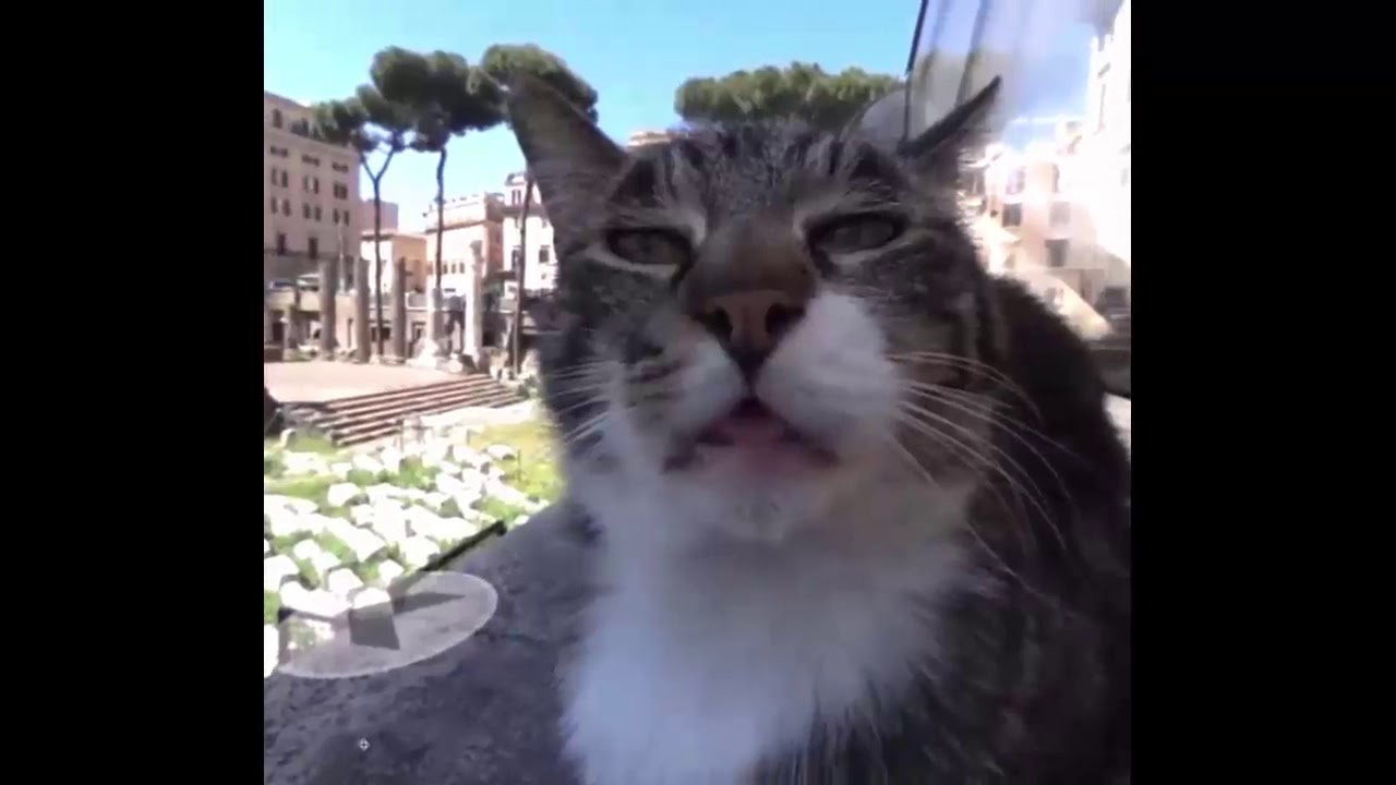 The cat in Google Maps - YouTube