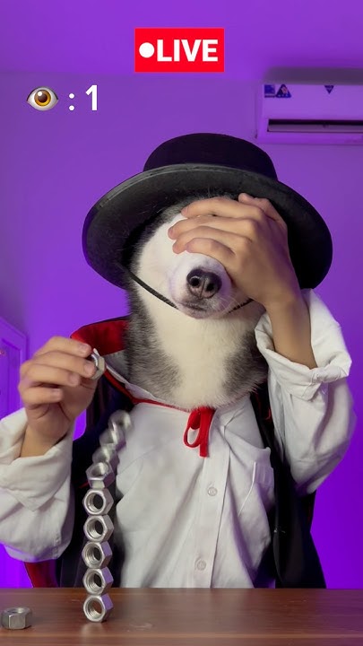 But…never give up.. 🥺 #dog #dogs #short #shorts - YouTube