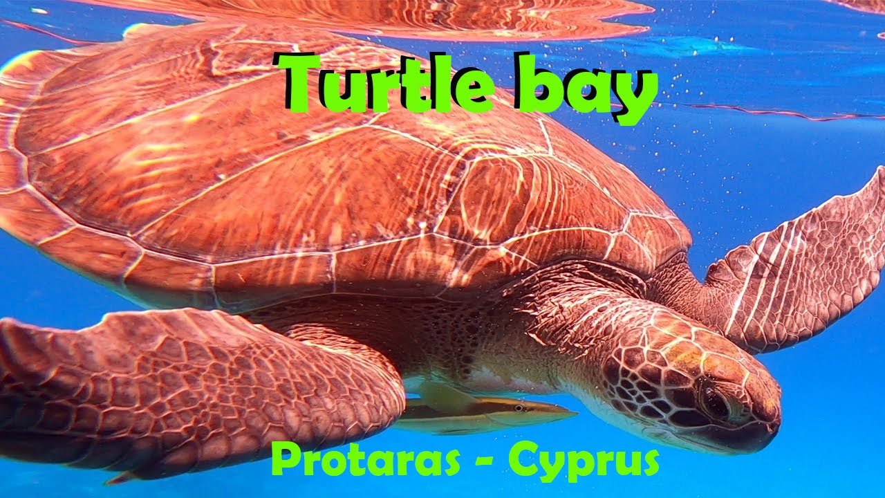 Turtle Bay Protaras Cyprus - YouTube