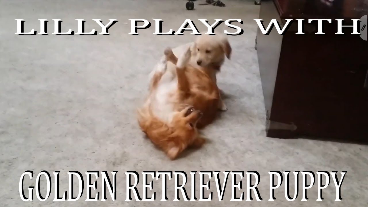 Lilly & cousin Ellie the Golden Retriever puppy! Clockwise clue #1 ...