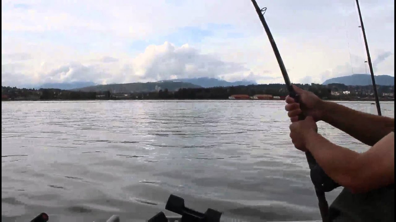 White Sturgeon Fraser River BC Canada, Gros Esturgeon - YouTube