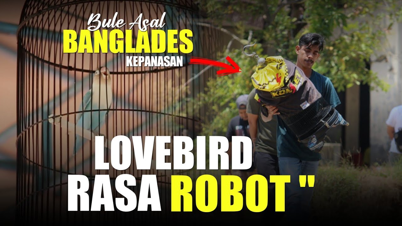 LOVEBIRD RASA ROBOT !! BALADEWA MELAWAN CUACA EXTREAM DI KUDUS - MARI ...