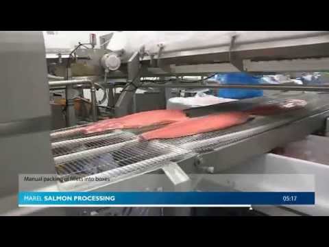 Производство охлажденного филе семги. Automation in salmon fillet ...