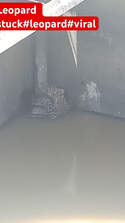 Leopard stuck in water tank#animals#nature#viral#wildlife#leopard - YouTube