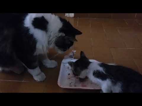 baba kedi ile yavrusunun yemek kavgası