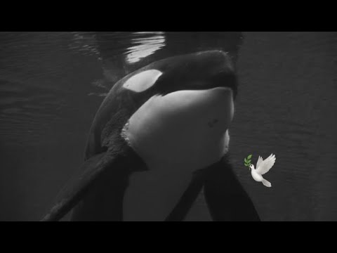 𝟐𝟏 𝐲𝐞𝐚𝐫𝐬 𝐰𝐢𝐭𝐡𝐨𝐮𝐭 𝐲𝐨𝐮 𝐊𝐞𝐢𝐤𝐨🕊️ - YouTube