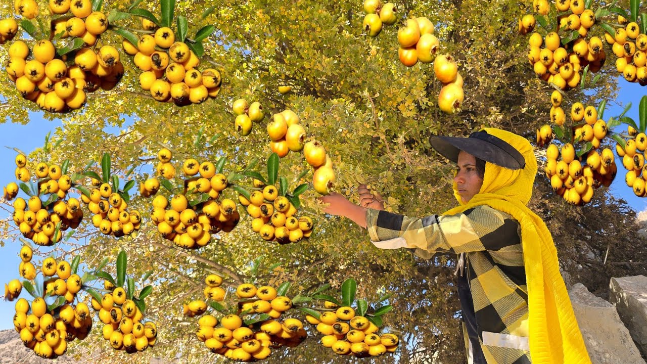 "Heavenly Harvest of Yellow Mountain Fruits 🍋 | Simple and Beautiful ...