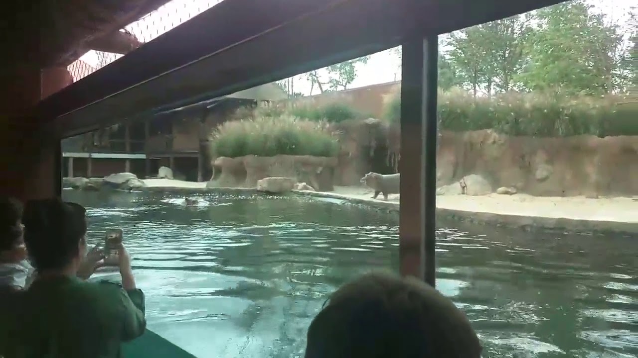 memphis zoo hippo 3 - YouTube