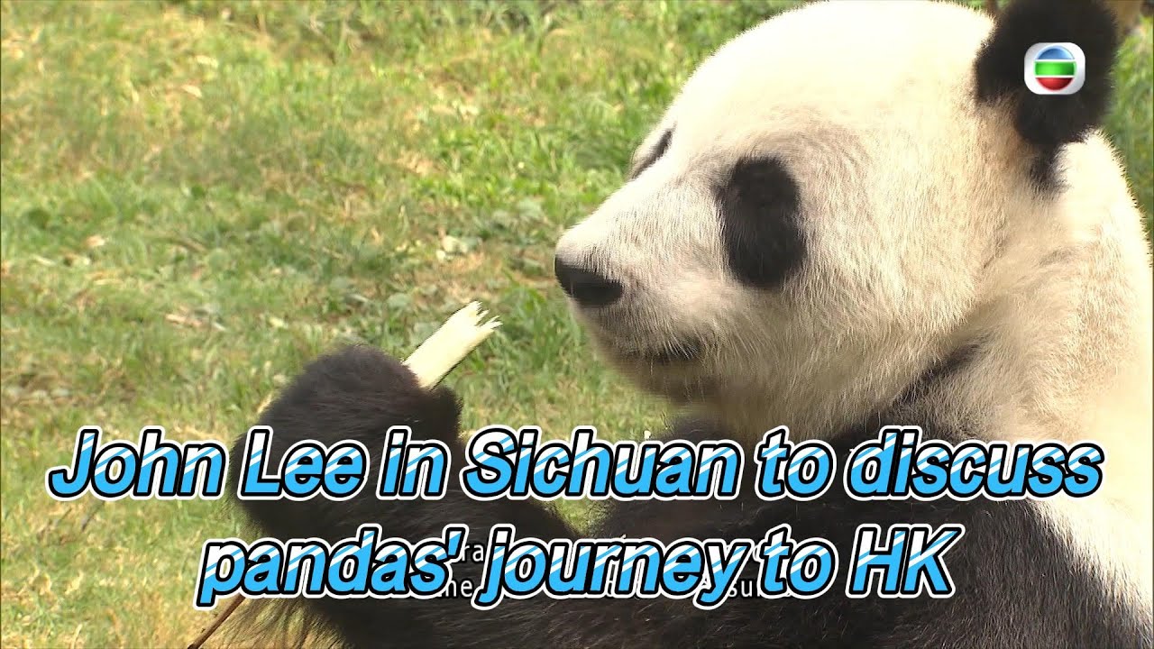 TVB News | 7 Jul 2024 | John Lee in Sichuan to discuss pandas' journey ...