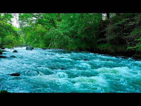 Pristine Forest Rocky River Flow 🌿 | Gentle Water Sounds for Sleep & Relaxation (10 Hours, No Birds)
