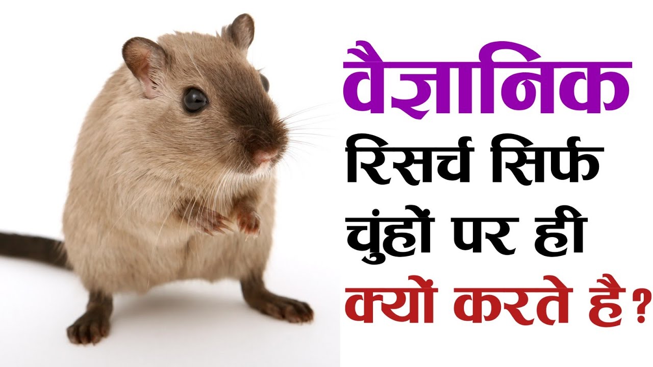 Why Do Scientists Use Mice In Medical Research Why Do Scientists Use Mice In Medical Research