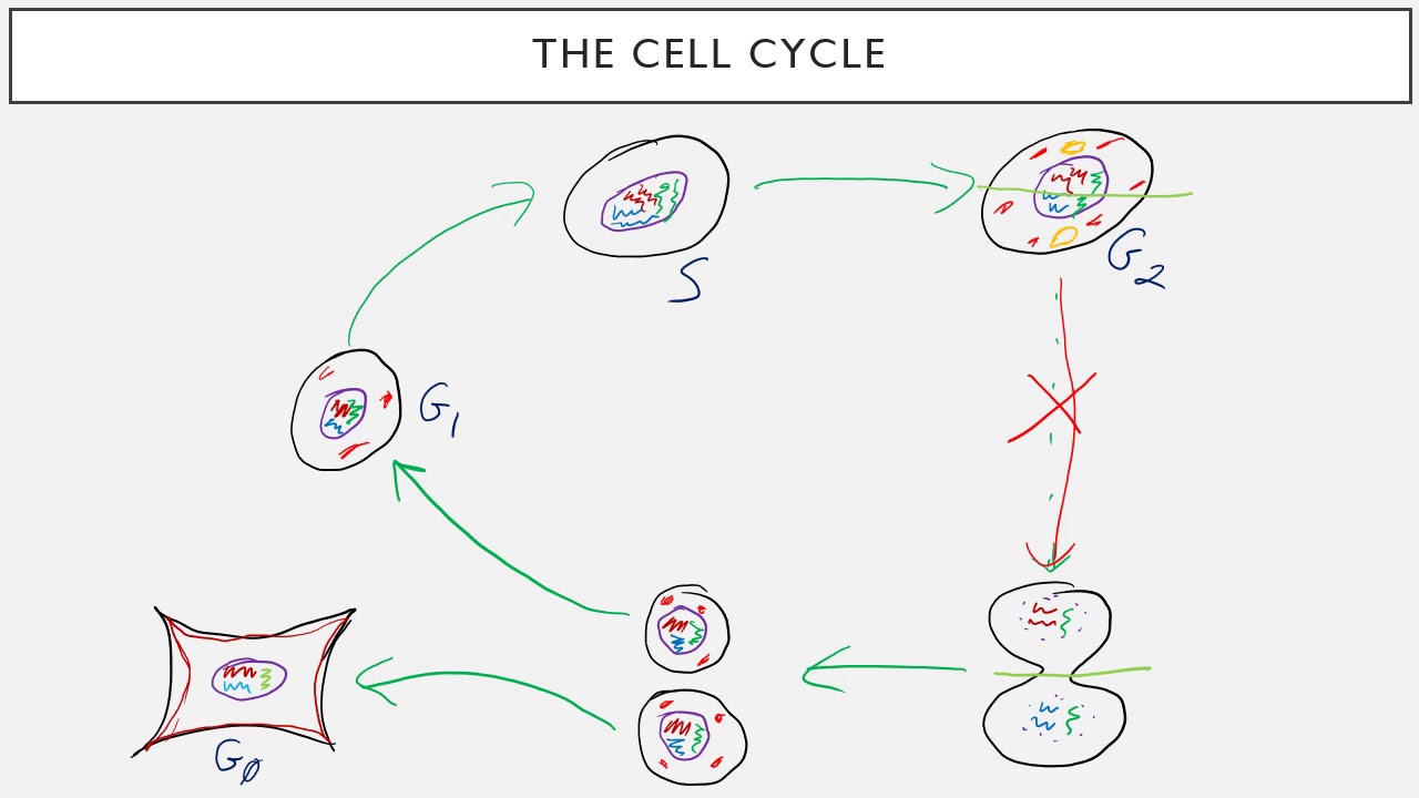 Cell Physiology Basics -- cell division - YouTube