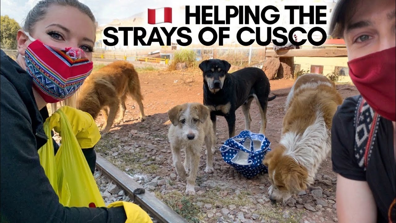 HELPING STRAY DOGS OF CUSCO 🇵🇪 DURING LOCKDOWN | DAY 90 - YouTube