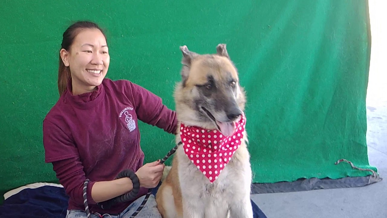 A5341904 Thor | German Shepherd - YouTube