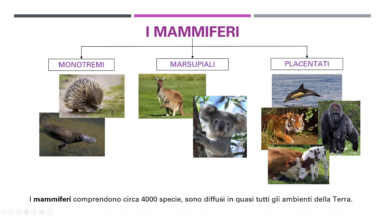 I Vertebrati 2 - YouTube