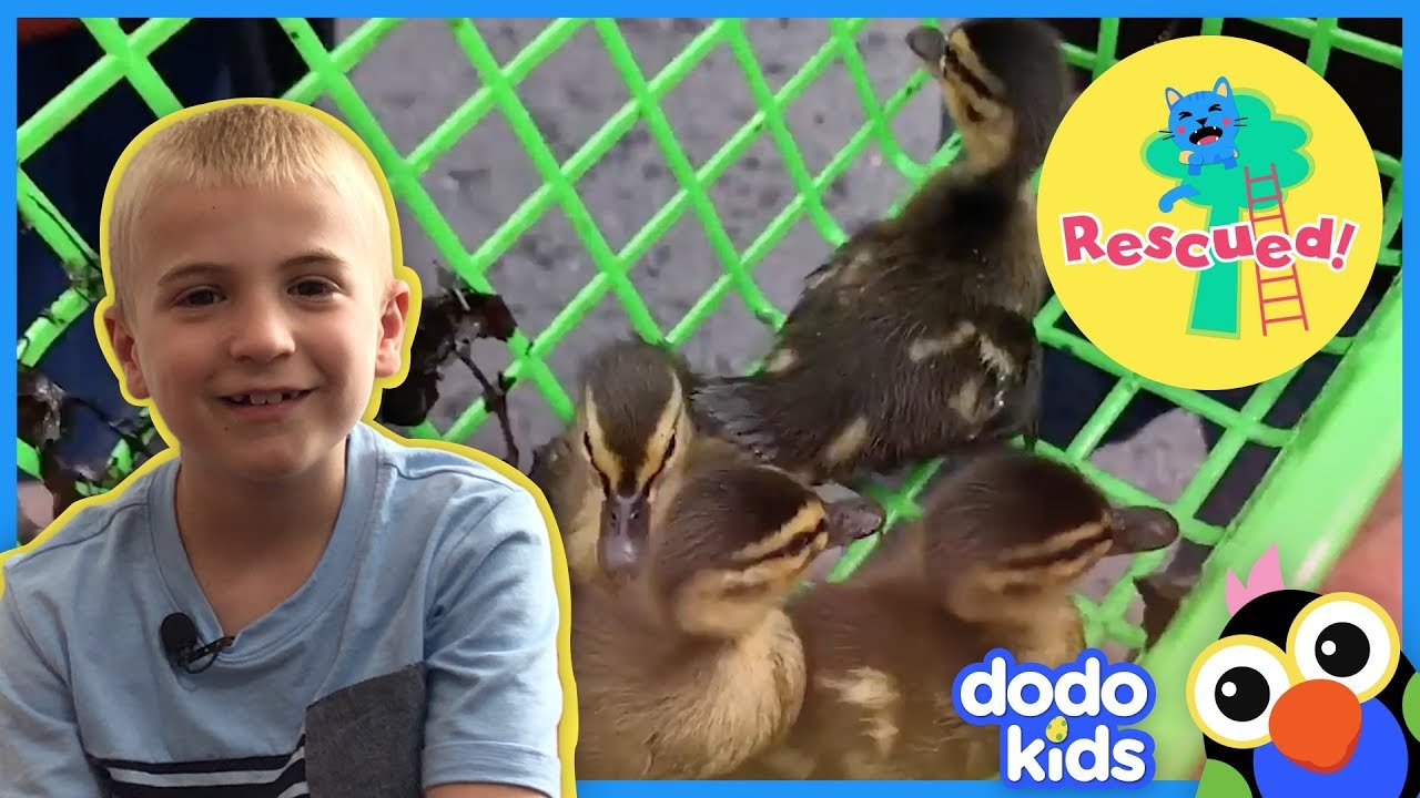 Neighbors Save Little Ducklings From Storm Drain And Bring Them Back To ...